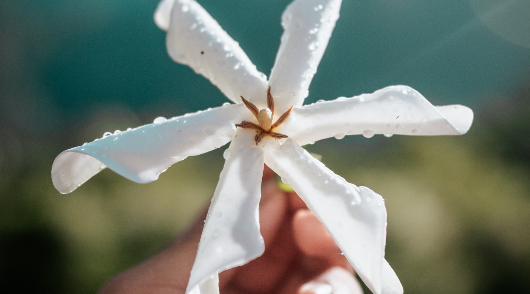 Discover the Nourishing Benefits of the Tiare Flower for Your Skin ...