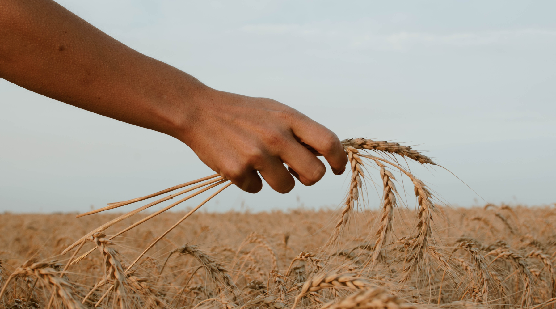 The Relationship Between Wheat Protein and Firmer Skin | Caprea Beauty
